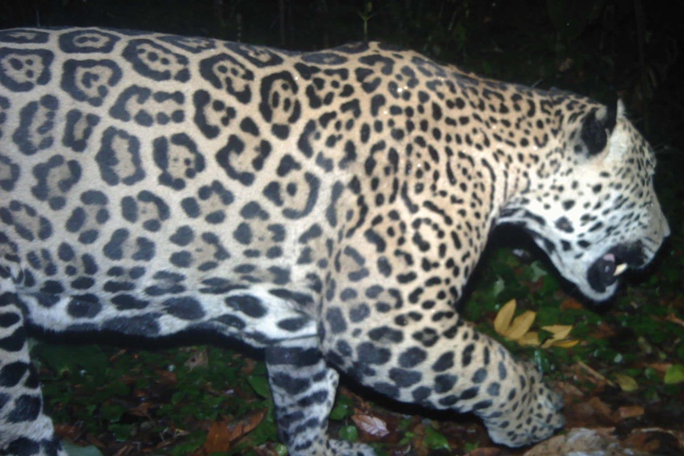 Into the Costa Rican wild: Jaguars feast on sea turtles - The World ...