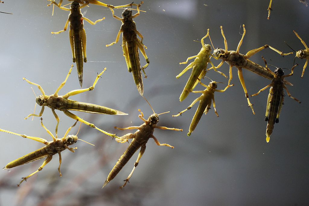 Act of God of the Day: Ahead of Passover, swarm of Locusts descend on ...