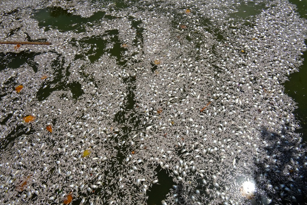 Rio's Olympic lagoon filled with 65 tons of dead fish (PHOTOS) - The ...