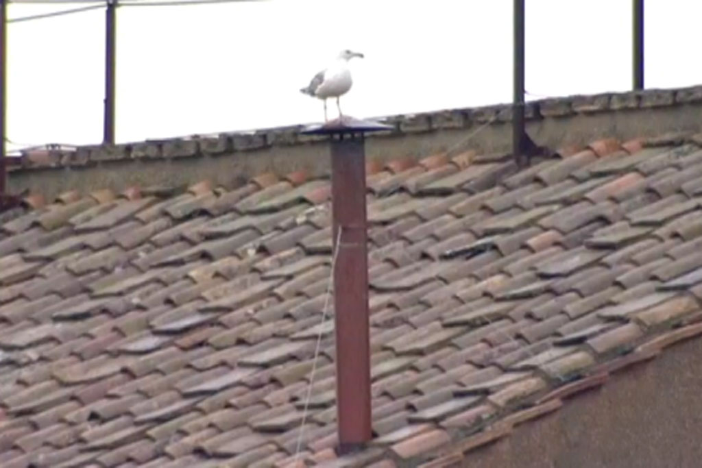 'Sistine Seagull' becomes Twitter superstar - The World from PRX