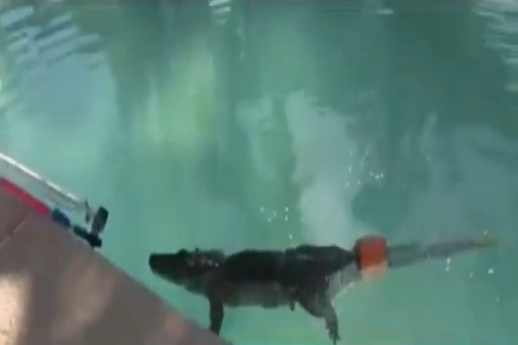 Alligator gets prosthetic tail - The World from PRX