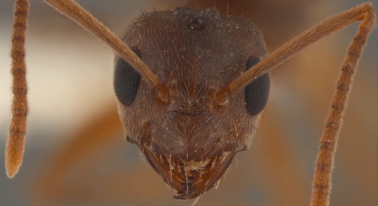 ‘Crazy ants’ from Latin America invading US (VIDEO) - The World from PRX