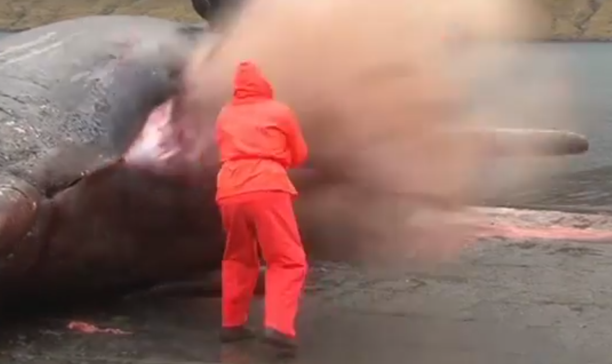 Gassy whale explodes in gory video (VIDEO) - The World from PRX