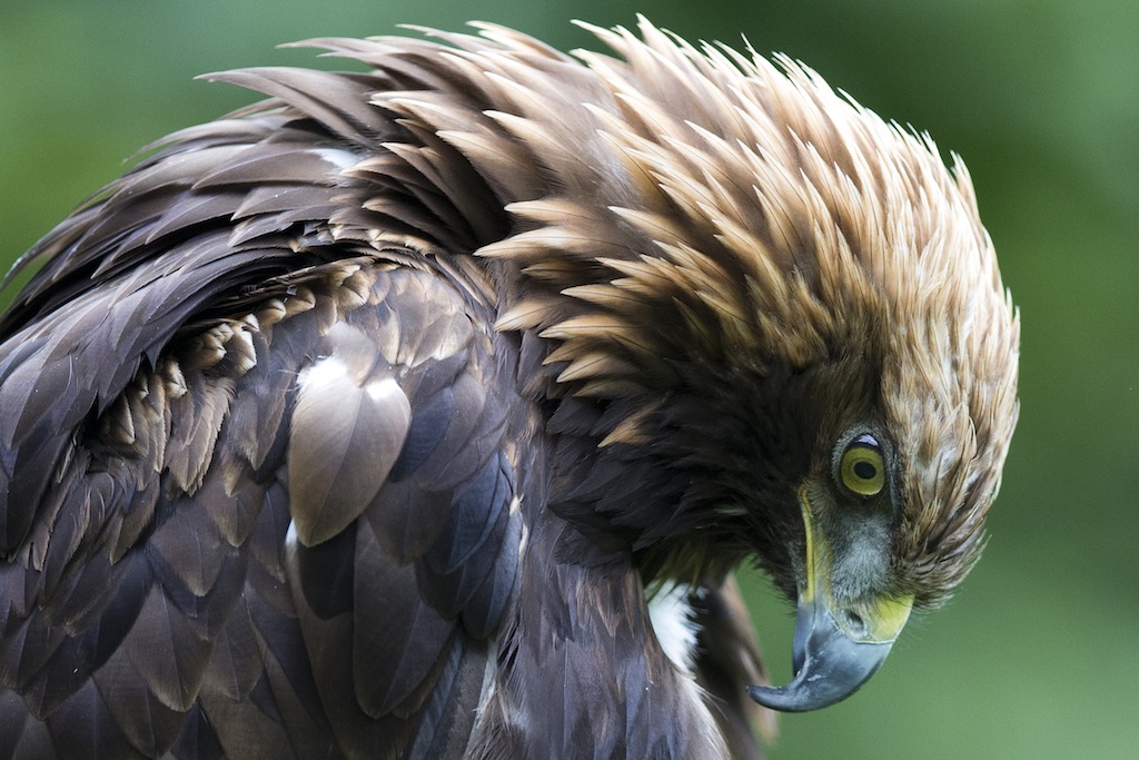 Hezbollah accuses endangered Israeli eagle of spying - The World from PRX