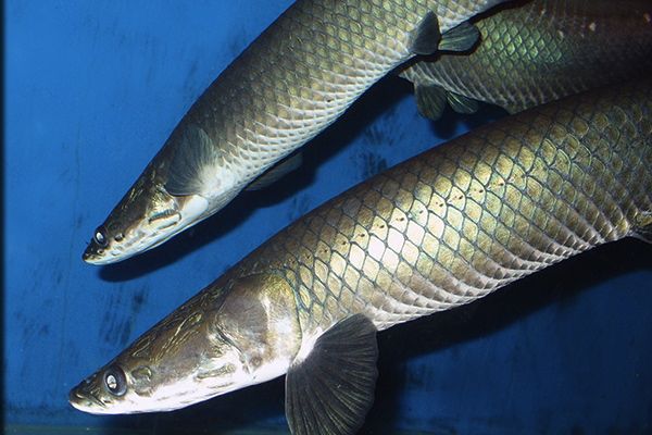 Giant air-breathing fish discovered in Amazon - The World from PRX