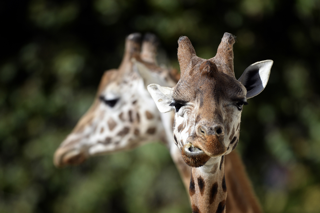 'No plan' to kill second giraffe Marius, Danish zoo says (VIDEO) - The ...