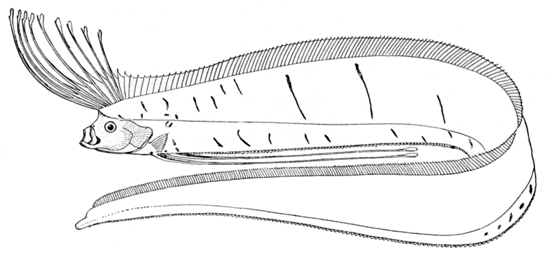 Enormous oarfish sighted off California coast - The World from PRX