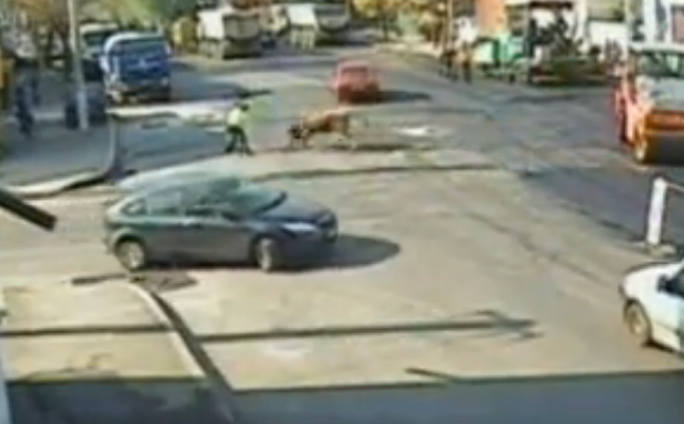 Traffic cop in Romania charged by runaway bull (VIDEO) - The World from PRX
