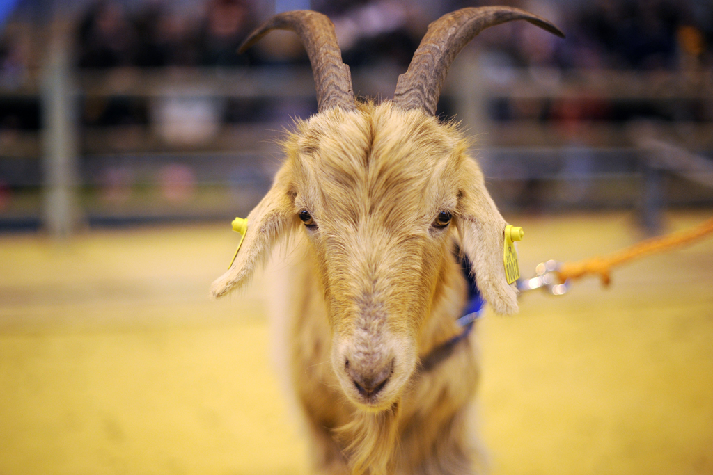 Thank goodness it's Goat Week! - The World from PRX