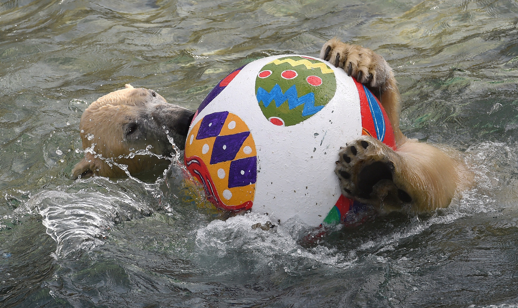 Check out these insanely cute zoo animals playing with giant Easter ...