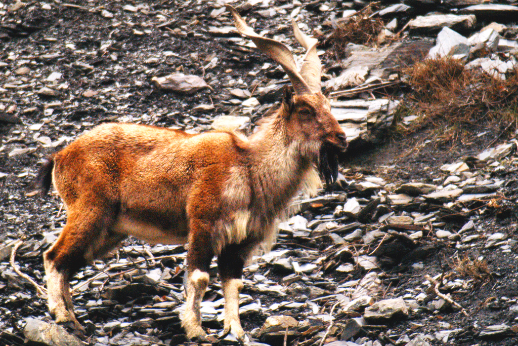 60 Seconds on Earth: Saving the world's coolest goat - The World from PRX