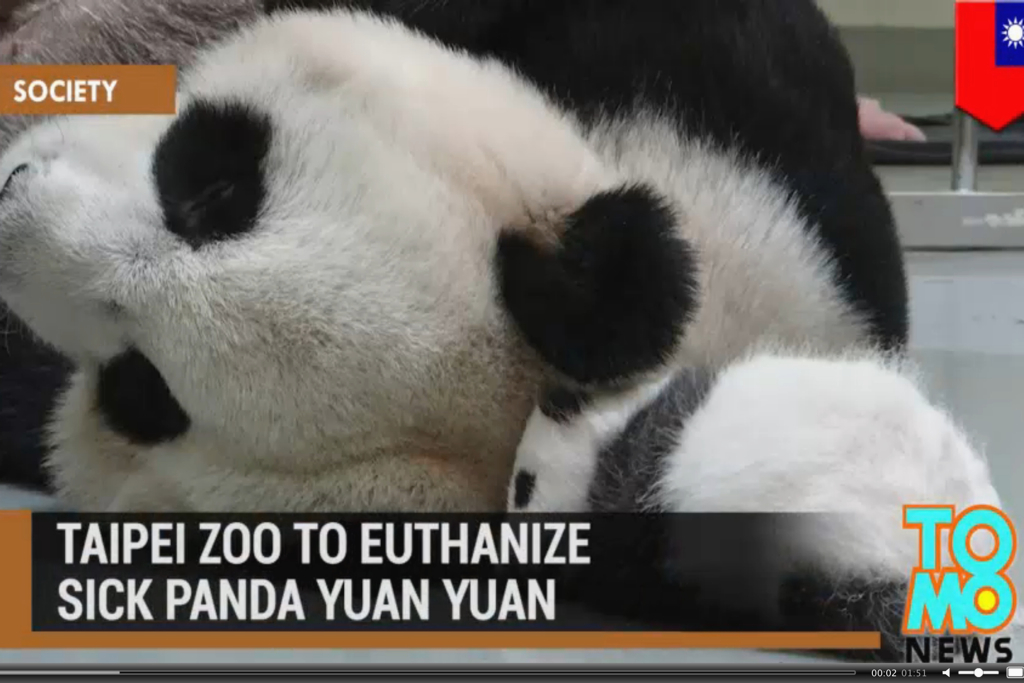 World’s worst April Fool’s Day prank convinces Taiwan its pandas are ...