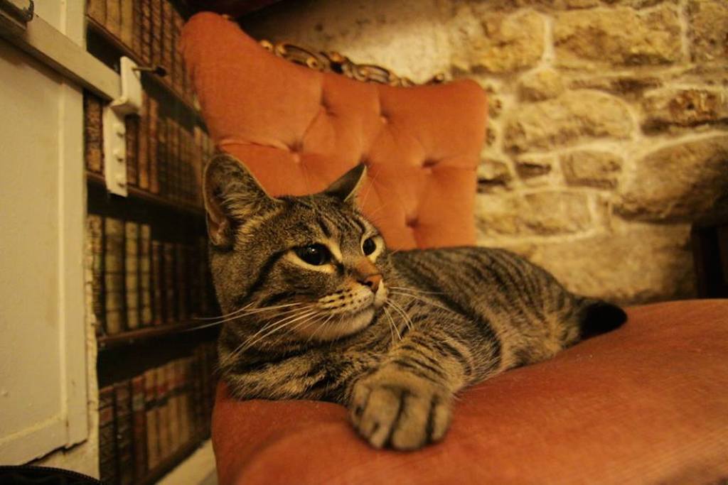 9 cities where you can visit a cat cafe - The World from PRX