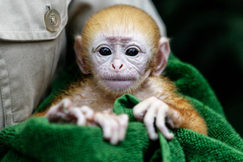 Baby animals! Baby animals! Baby animals! - The World from PRX