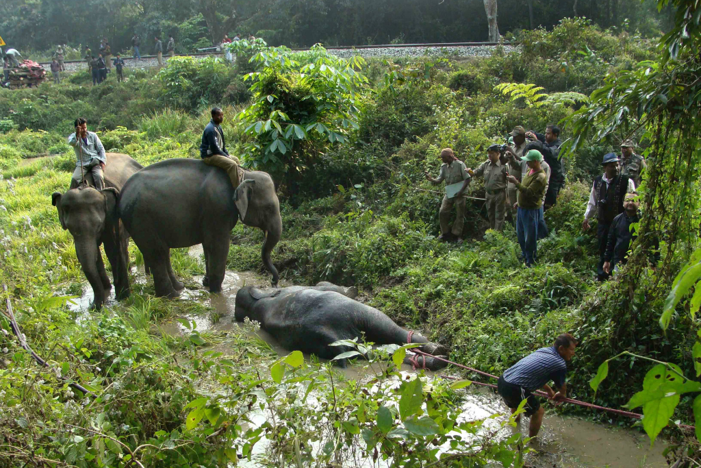 Outrage of the Day: Elephant killed by train in Indian wildlife reserve ...