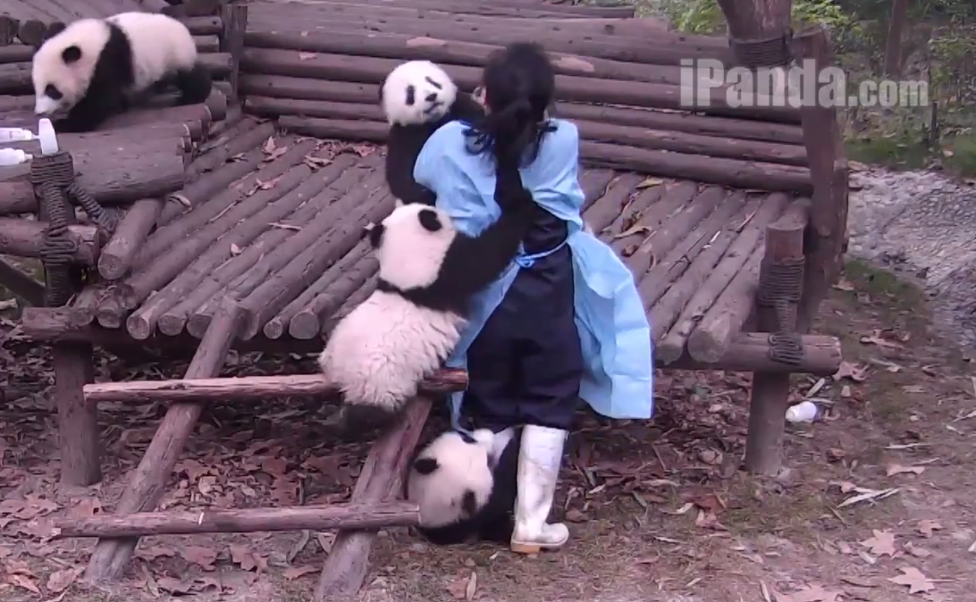 Watch this lady try to feed 6 baby pandas with one milk bottle - The ...