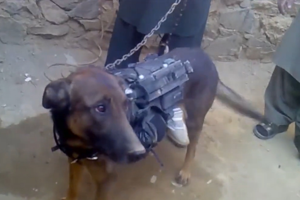 The Taliban claims it's holding this military dog hostage (VIDEO) - The ...