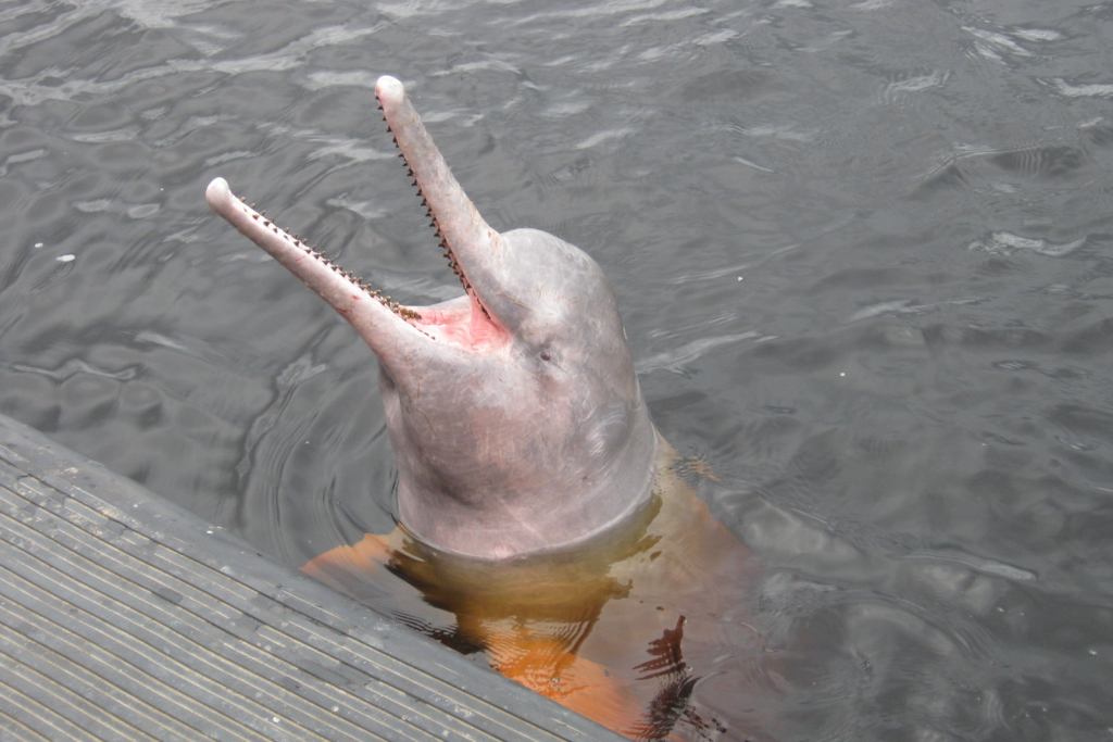 New species of river dolphin discovered in the Amazon - The World from PRX