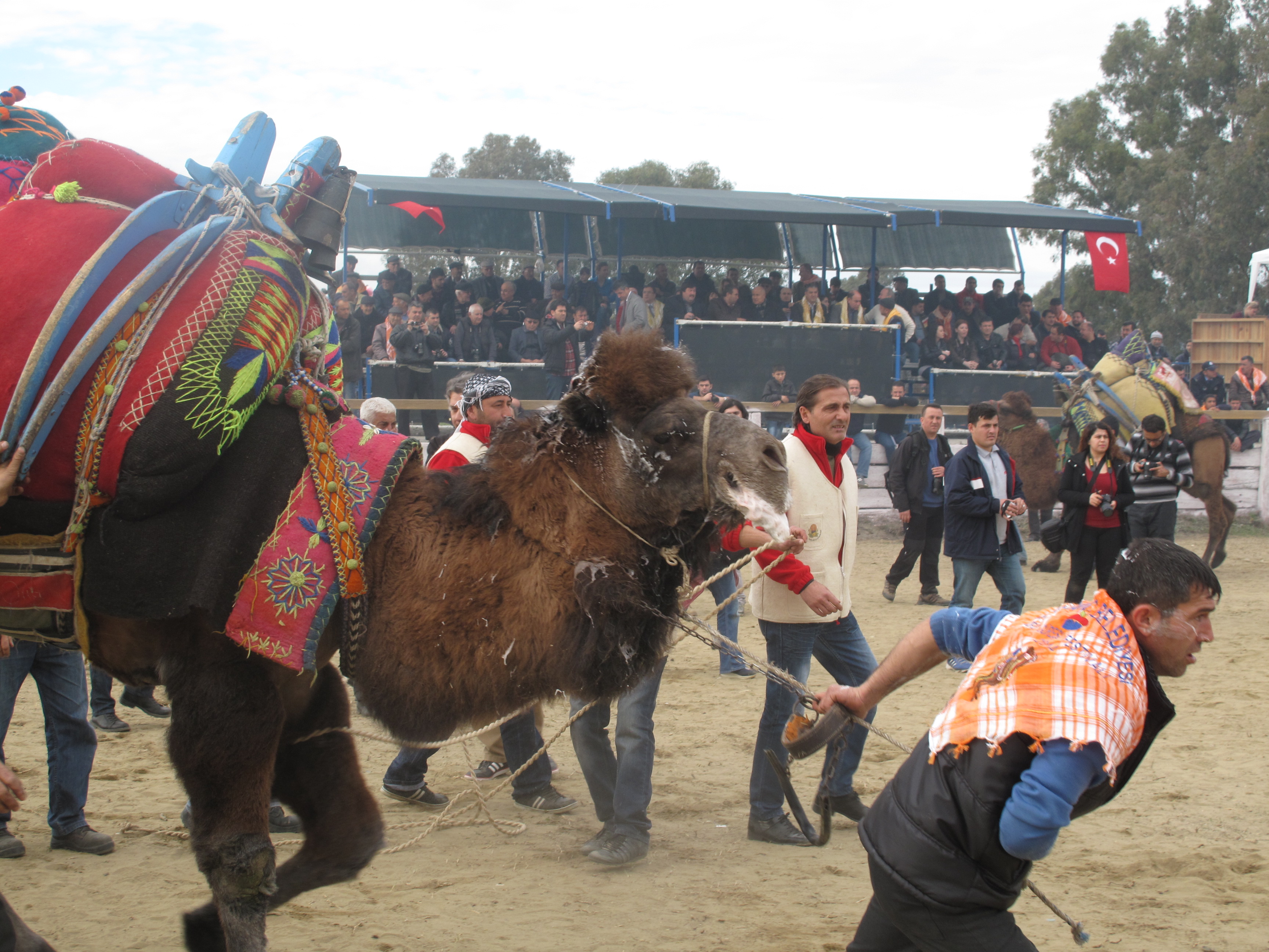 How to behave at a Turkish camel wrestling match - The World from PRX