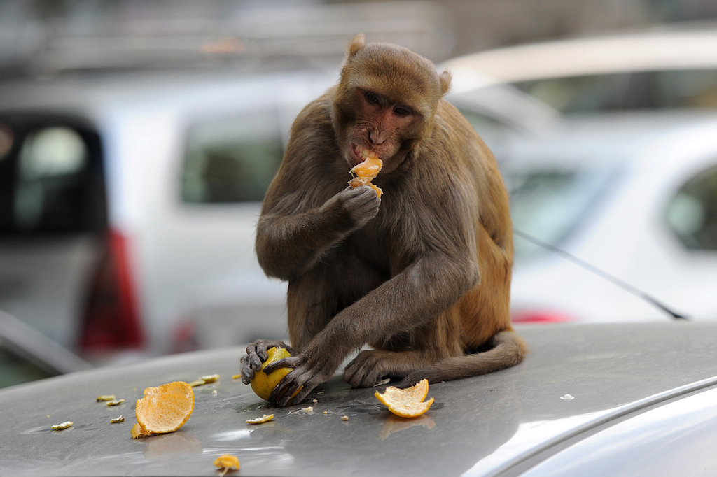Delhi’s 30,000 unruly monkeys steal stuff, terrorize people and even ...