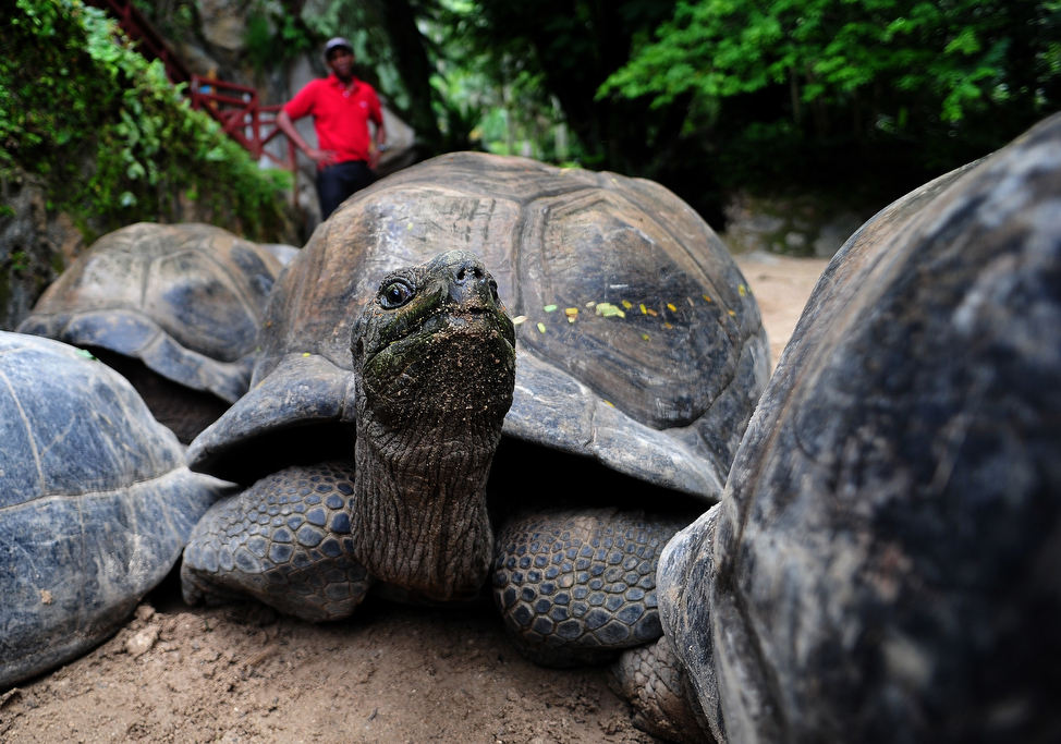 Check out these awesome photos of a 200-pound giant tortoise going to ...