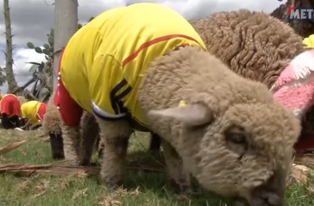 Watch sheep play soccer at the Sheep World Cup 2014 - The World from PRX