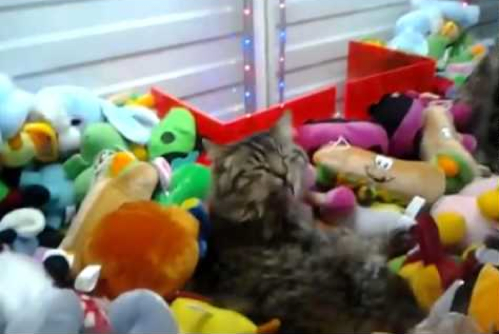 Watch these Russian guys try to get a cat out of a claw machine - The ...