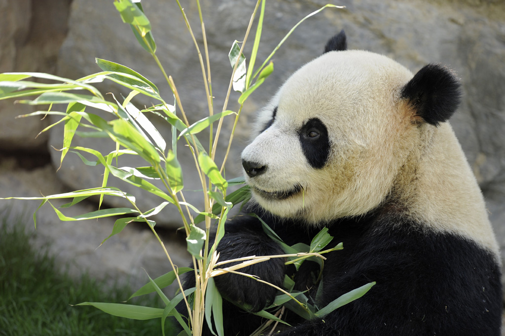 Watch this depressed panda feel better after getting her own TV - The ...