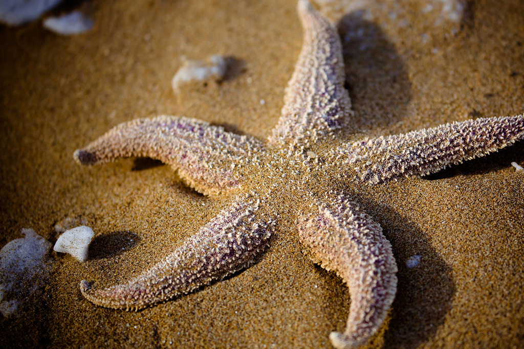 What is killing all the starfish? - The World from PRX