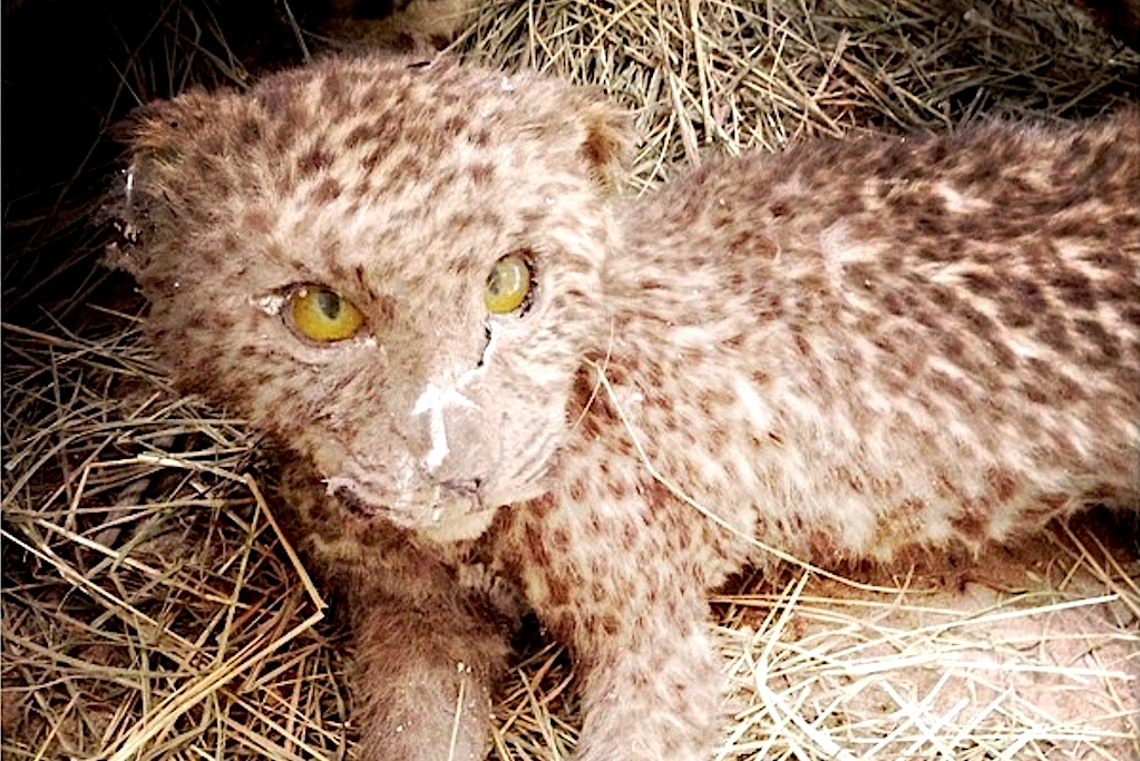 Mozambique's got some of the best bad taxidermy you'll ever see - The ...
