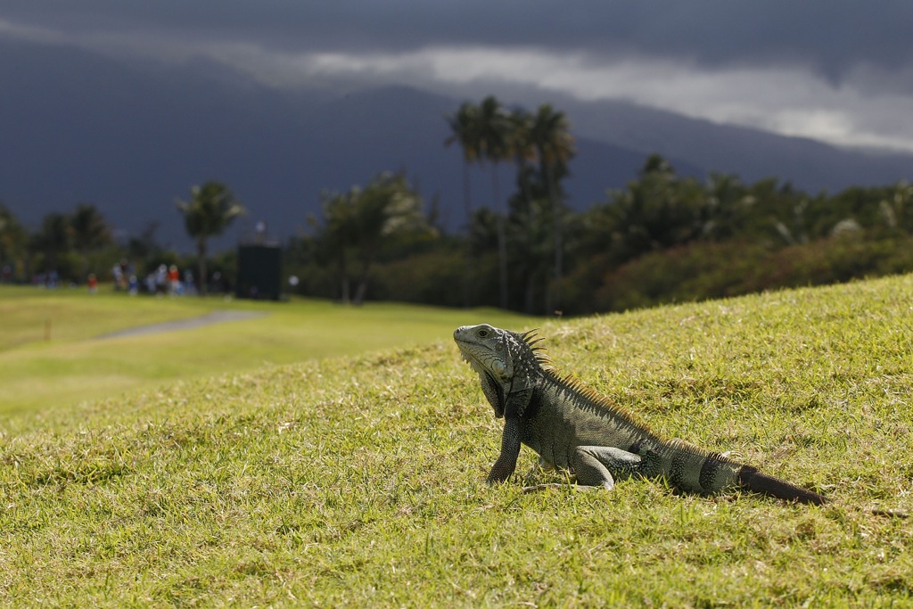 Obamadon: Ancient lizard named after President Obama - The World from PRX