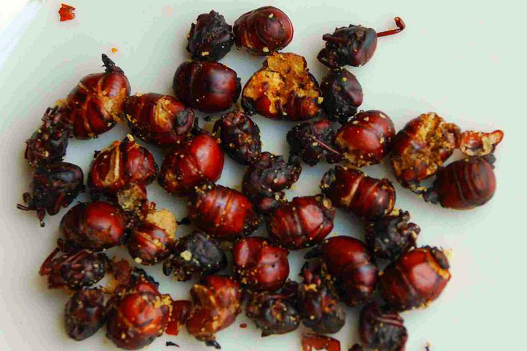 5 edible Latin American bugs - The World from PRX
