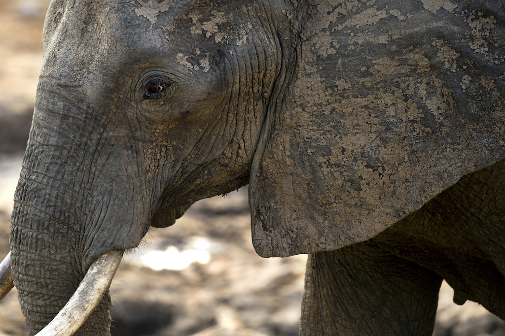 Elephant meat is on the menu at Robert Mugabe's birthday party, and not ...