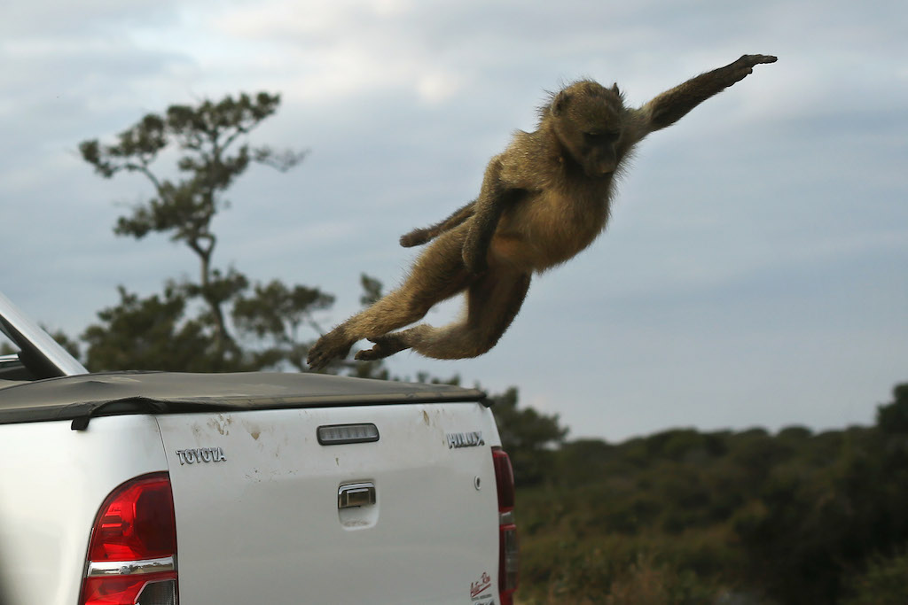 South African park officials may euthanize aggressive monkeys - The ...