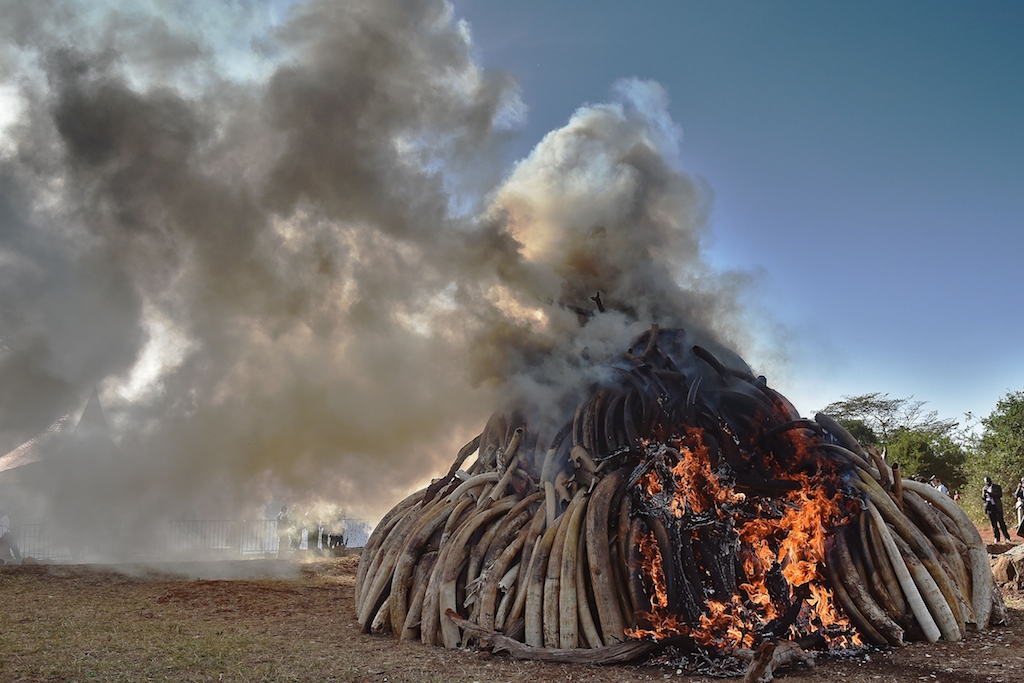 Incredible photos of Kenya burning ivory as part of its anti-poaching ...