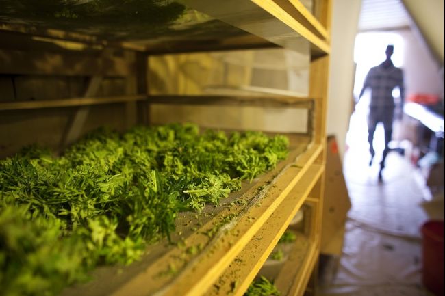 A guide to smoking weed around the world - The World from PRX