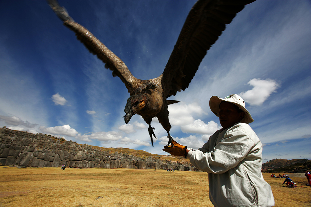 The Andean condor is in trouble. The reasons are known, and preventable ...
