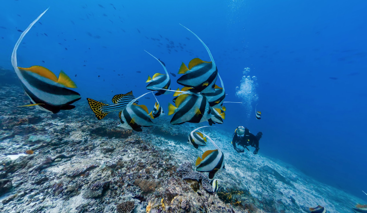 Google Street View goes underwater for #WorldOceansDay - The World from PRX