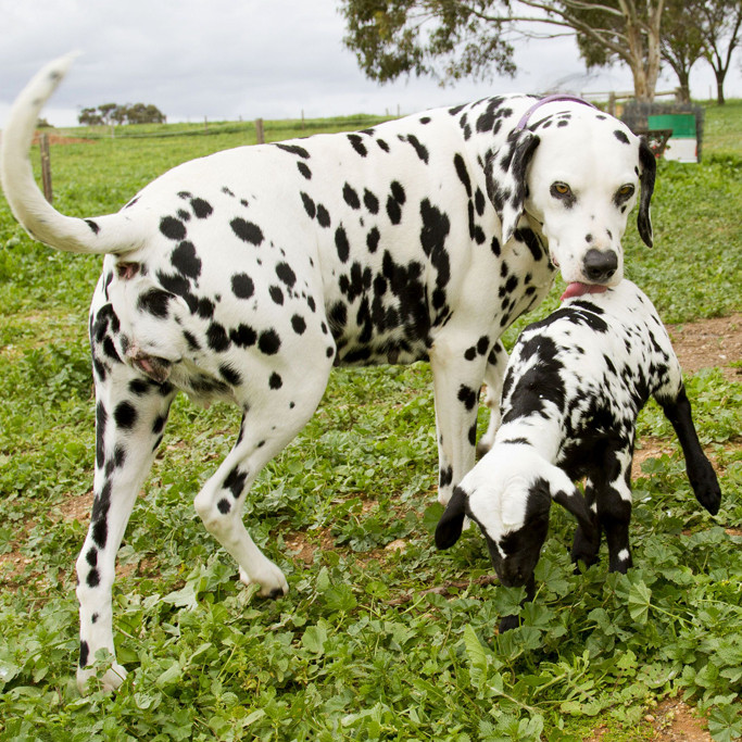 Interspecies love: The 30 most unlikely, adorable animal pairs - The ...