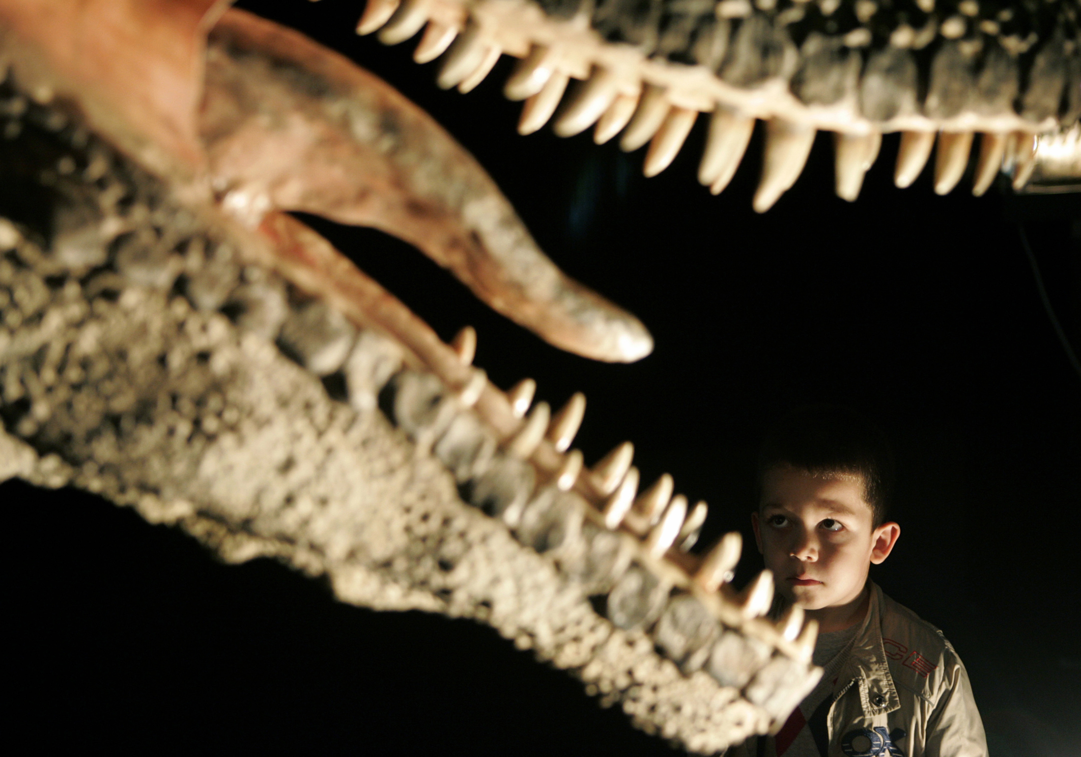 Earth's sixth mass extinction is here, and humans could be among the ...