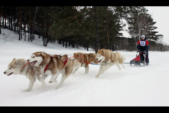 Analysis: The Arctic Council, lead sled dog of the High North - The ...