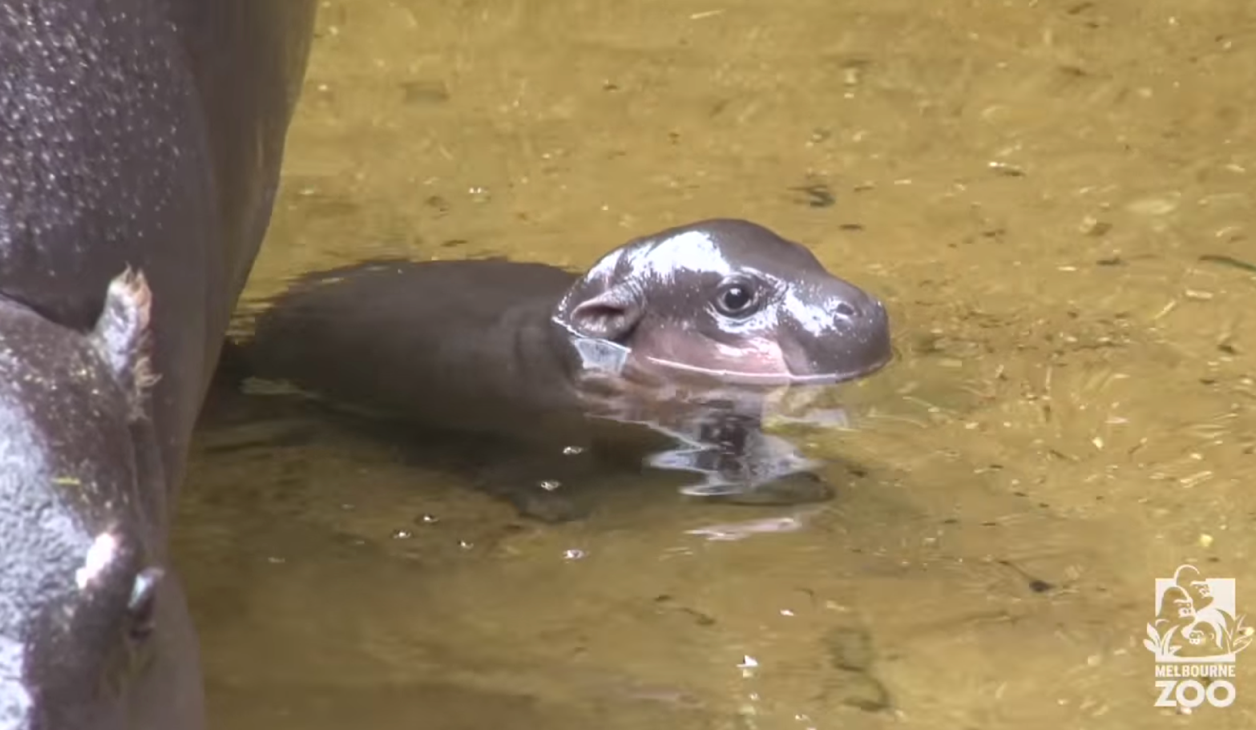 It's Friday. Watch a baby pygmy hippo learn to swim with mom at the ...