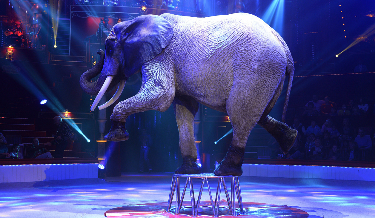 Mexico bans wild animals in circuses — but there's no place for them to ...