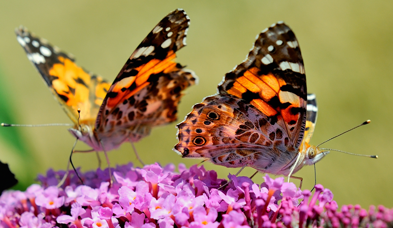 Climate study: butterflies on the brink - The World from PRX