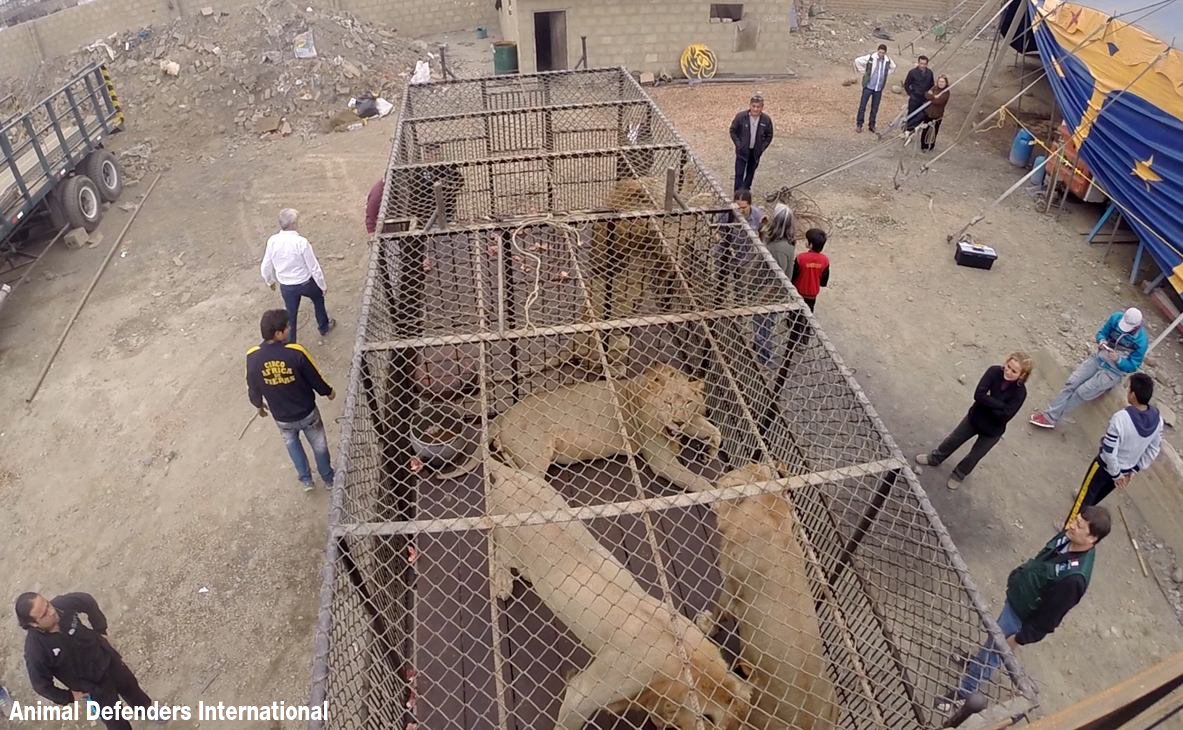 These rescued South American circus lions are heading back to Africa ...