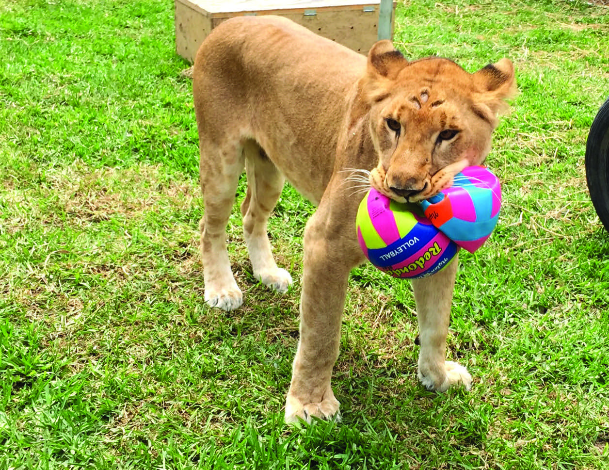 These rescued circus lions are recovering nicely from a lifetime of ...