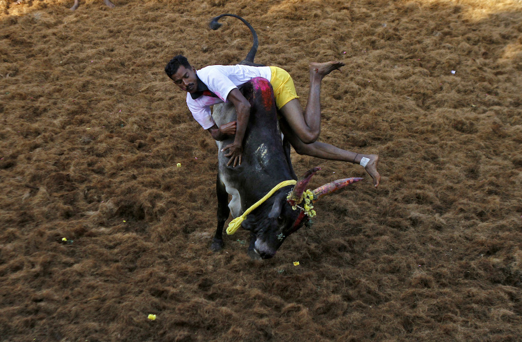 Why cow-loving India wants to keep bullfighting - The World from PRX