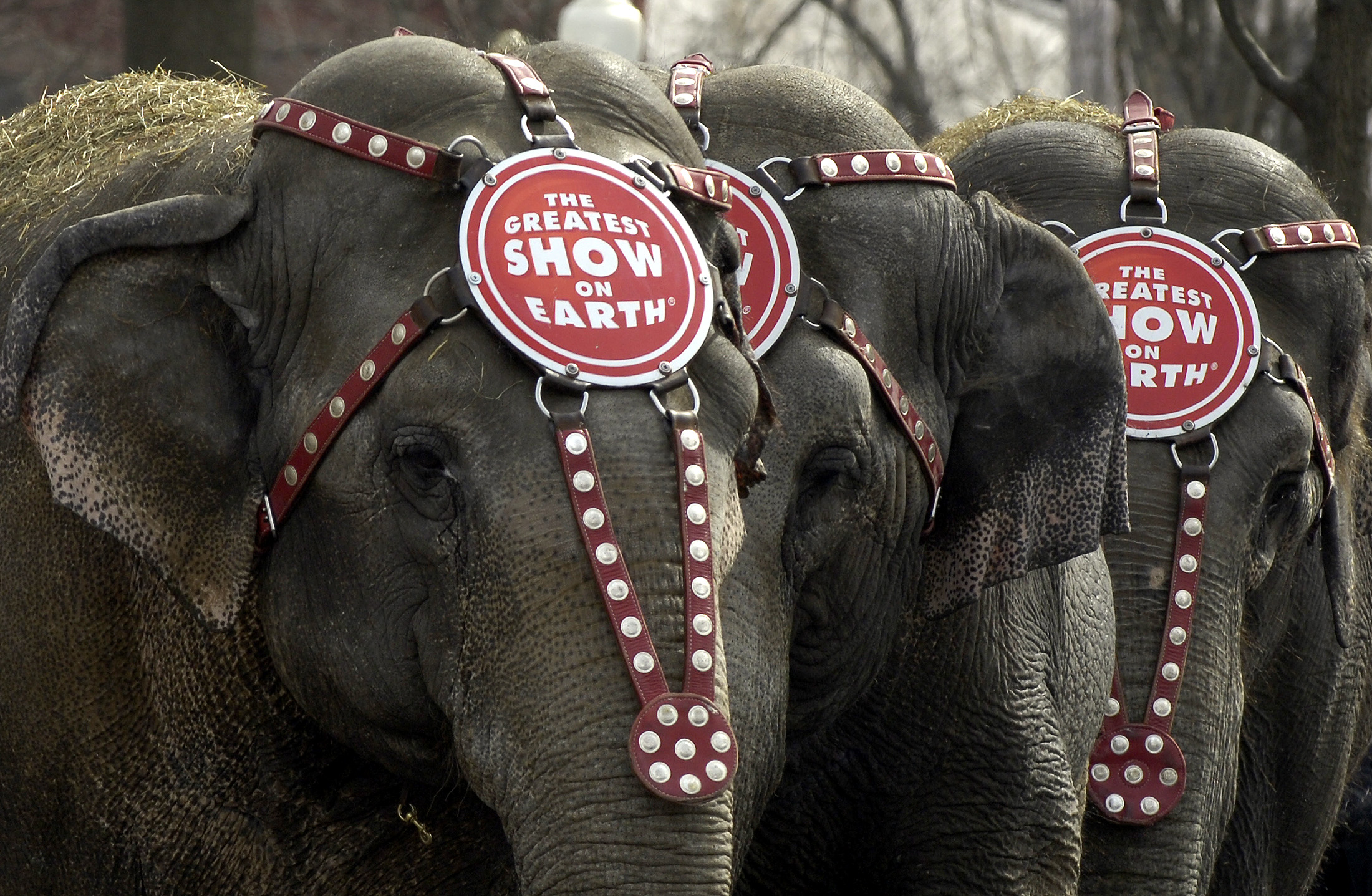 Ringling Brothers circus will retire all of its elephants to a Florida ...