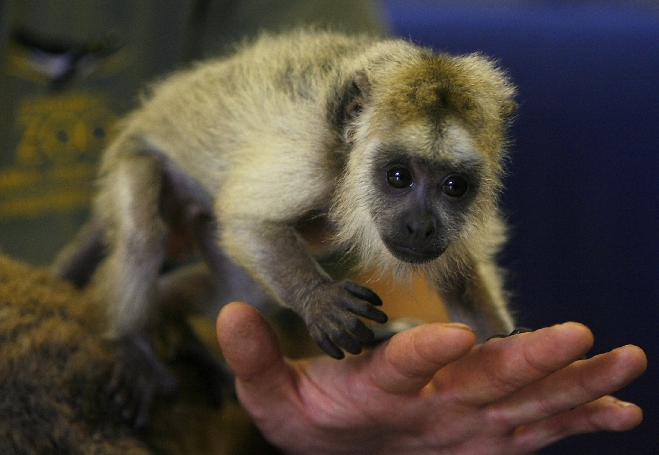 Experts investigate a Zika link to mysterious monkey deaths in ...