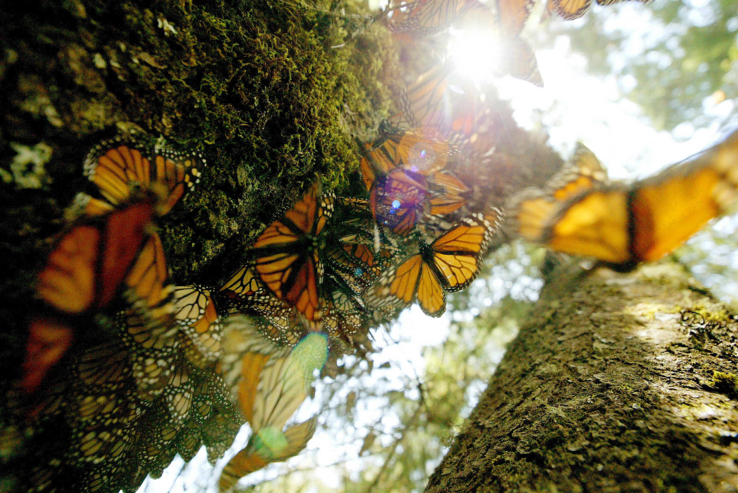 Monarch butterfly population soars in Mexico - The World from PRX